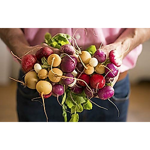 Colorful Radish Seed Mix Easy to Grow Vegetable Garden Seeds for Planting 100 Seeds