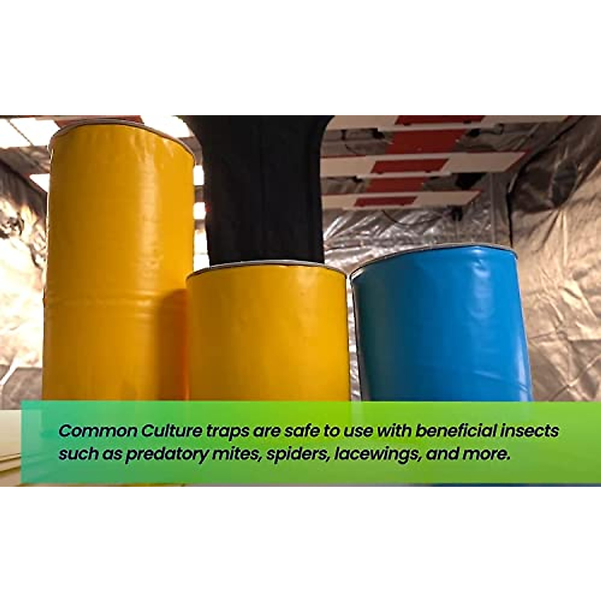 Two Pack Giant Blue Sticky Traps - Tape Roll, 15cm x 100m - Insect Sticky Traps Plant Traps for Flying Insects, Fruit Fly, gnats Lantern Flies, for Garden Plant Outdoor/Indoor (Yellow)