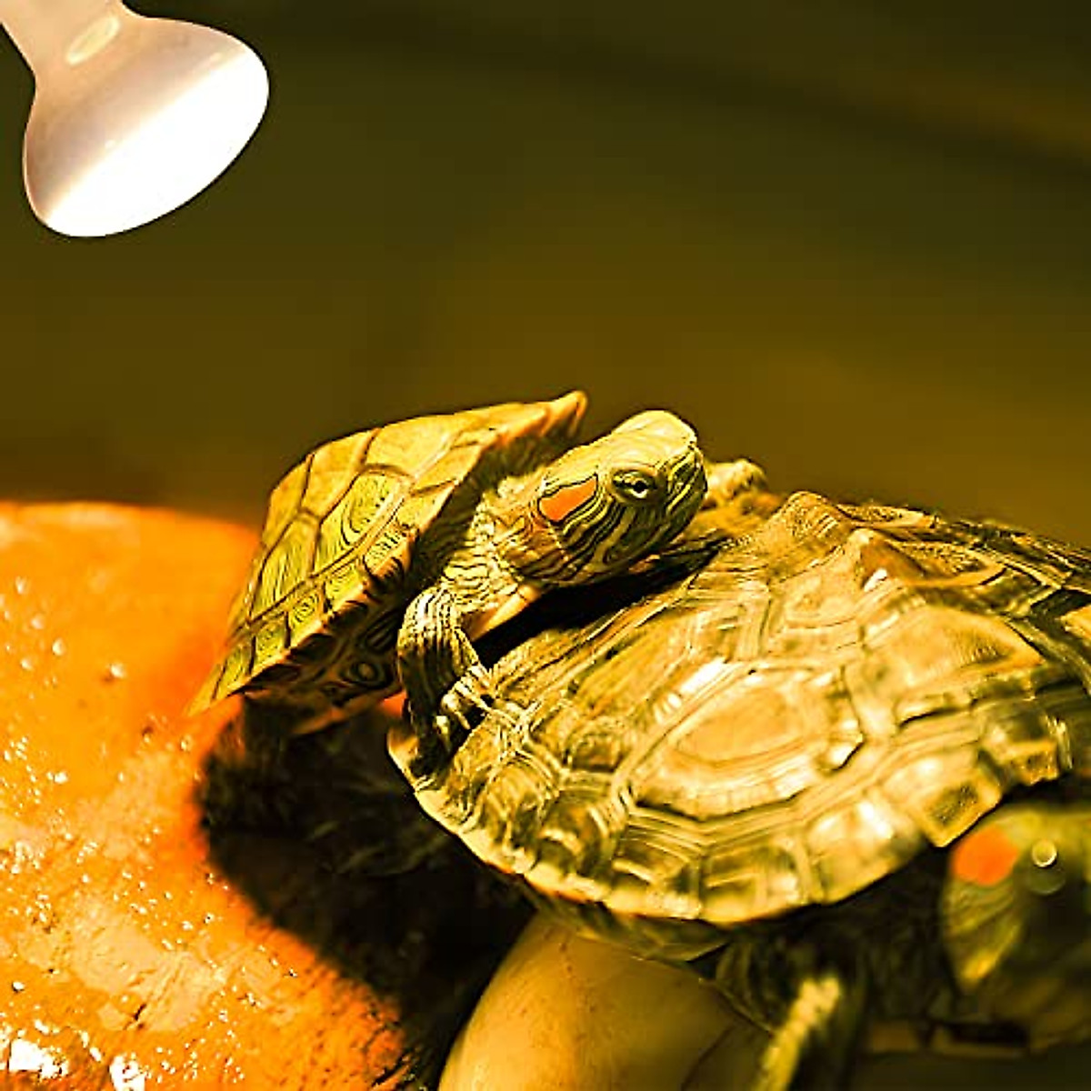 Dallfoll 2 Pack Reptile Heat Lamp Bulbs, 50W Amphibian UVA Basking Light Bulbs, Reptile Daylight Spot Light Bulbs for Turtle, Lizard, Beard Dragon