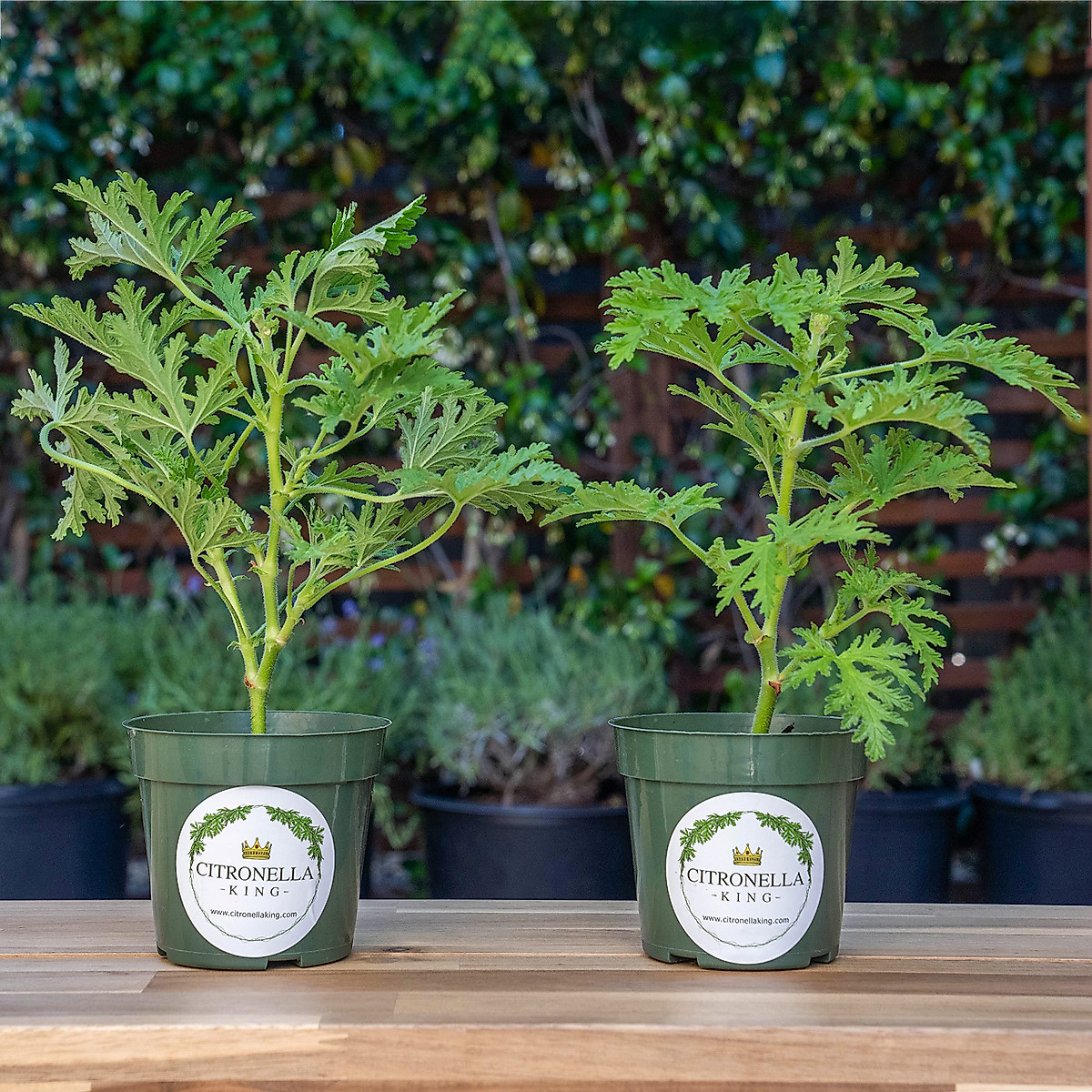 2 Citronella Plants, Mosquito Plant, Thriving Inside 4” Durable Nursery Pots, Live Plants