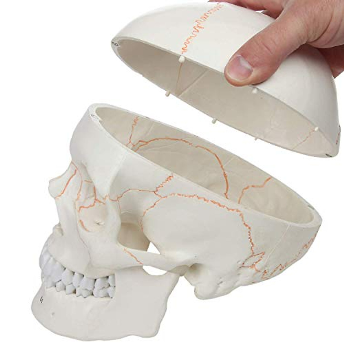 Axis Scientific Numbered Human Skull Model Bundle, 3 Part Life Size Replica, Removable Calvarium (Skull Cap), Mandible (Jaw) and 55 Numbered Features, Includes Detailed Study Guide