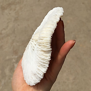 SAIYI White Coral Sea Round Mushroom Coral Natural Artifical Fish Aquatic Pet Supplies Aquarium Landscape Tank Ornaments 8 to 10cm Beautiful