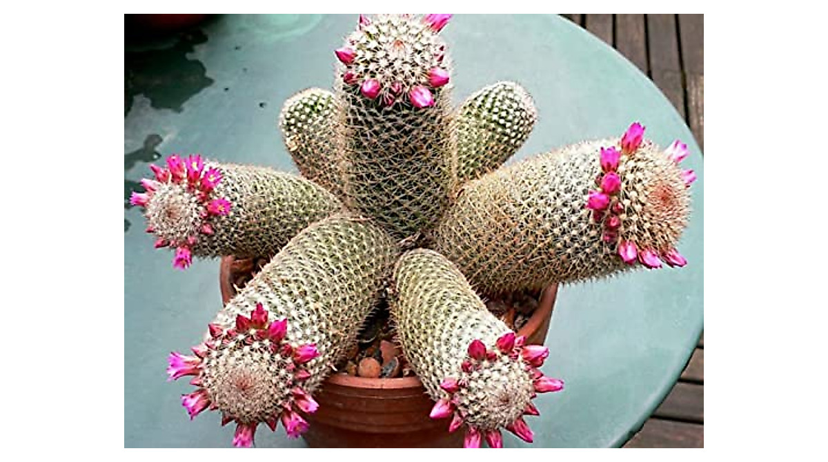 30 Thumb Cactus Seeds - Mammillaria matudae Cacti Seeds - Ships from ...