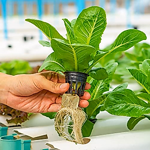 Halatool 2 Inch Garden Rockwool Stonewool, Rockwool Grow Cubes, 2 Sheets Starter Plugs for Soilless Cultivation, Seedlings Cuttings, Clone Plants, Hydroponics Germination Start (96 Plugs in Total)