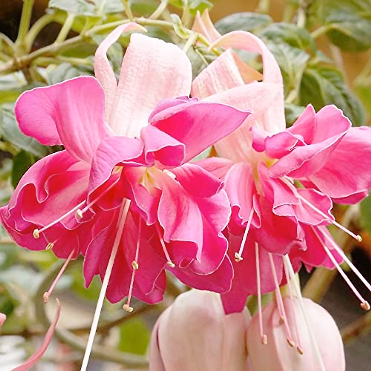 Mixed Fuchsia Seeds Tropical Plant Attracts Hummingbirds GMO Free Bed Border Hanging Baskets Potted Indoor Outdoor 50Pcs Flower Seeds by YEGAOL Garden