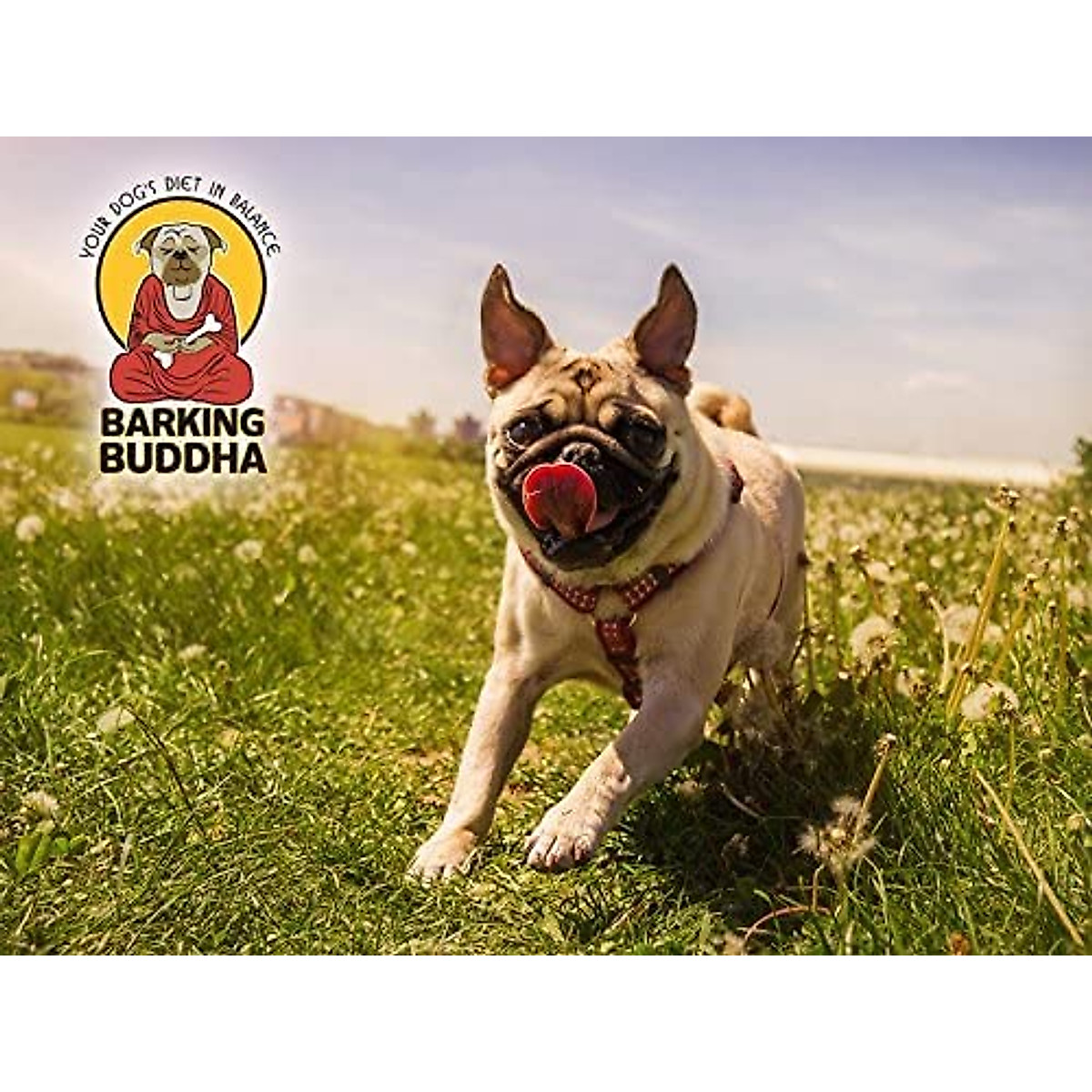 Barking Buddha 3" Small White Beef Femur Bones for Dogs | All Natural, Preservative Free, Premium Quality Dental Chew Treats (Pack of 3)