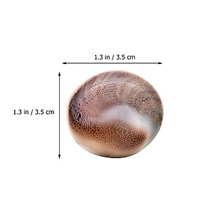 Scicalife 100g Sun Shell Fossil Stone Paleontology Fossil Stones Specimen Ornaments for Basic Paleontology Biological Science Education