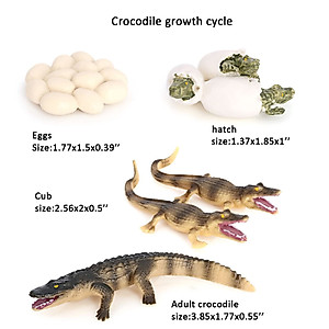 Crocodile Growth Cycle, Animal Growth Cycle Biological Model Toy Growth Stage Lifelike Crocodile Life Cycle Model Set for Kids Education Insect Themed Party Favors