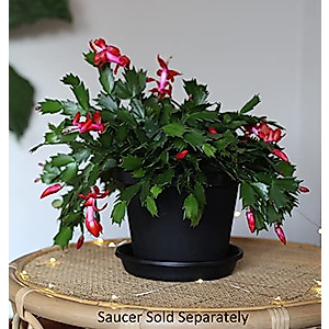 The HC Companies 14 Inch Round Classic Planter - Plastic Plant Pot for Indoor Outdoor Plants Flowers Herbs, Evergreen