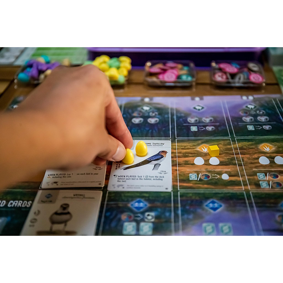 Stonemaier Games: Wingspan Oceania Expansion | Add to Wingspan (Base Game) | includes New Player Mats, Food, and Egg Color | 95 Unique New Birds | Cooperative Mode | 1-5 Players, 70 Mins, Ages 14+