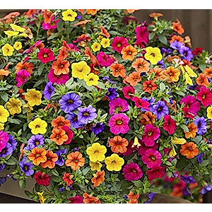 100+ Mixed Petunia Climbing Flower Seeds Plants Garden Bonsai Perennial Flowers