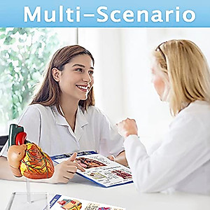 Human Heart Model For Anatomy, 2 - Part Heart Models Anatomy Life Size Medical Heart Model