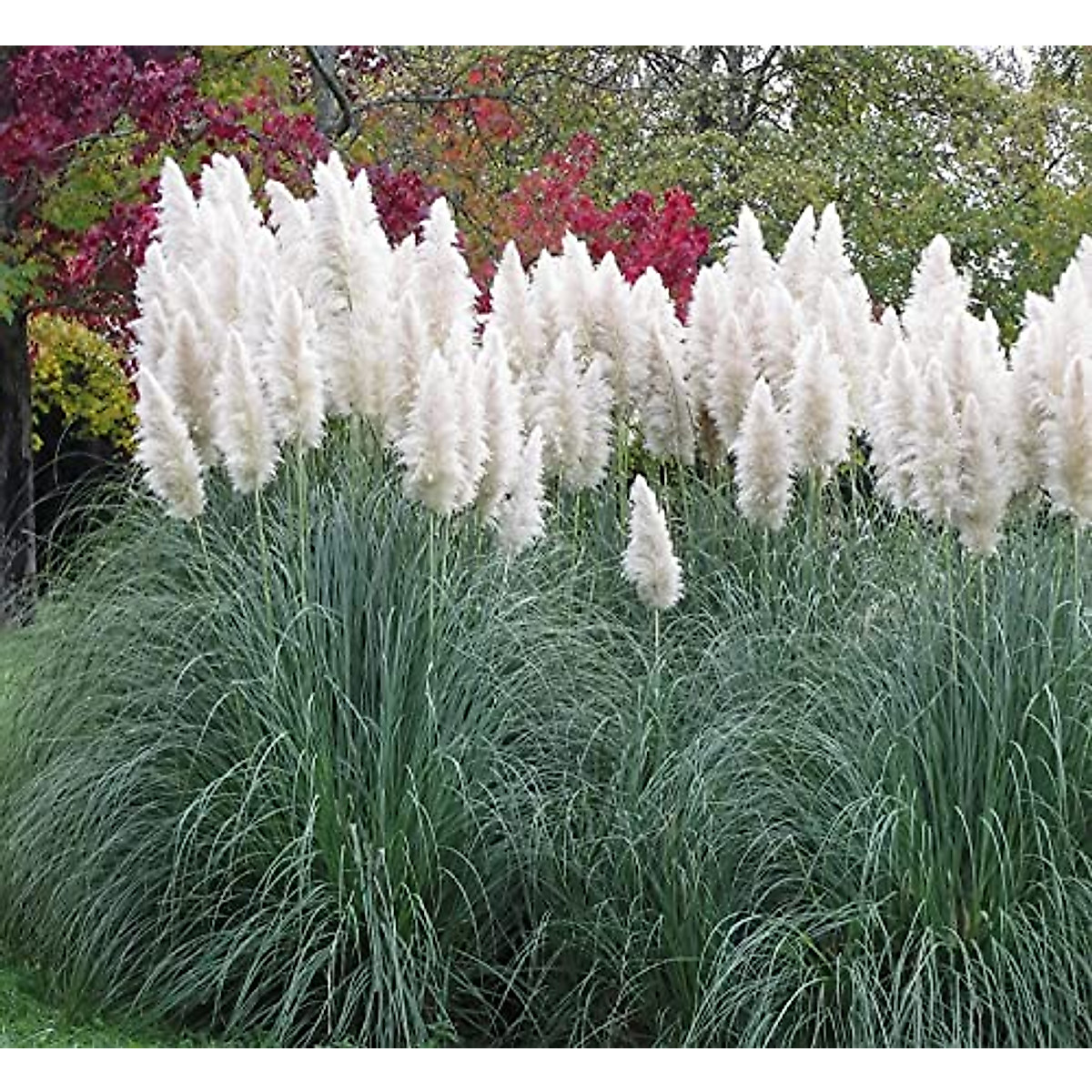 100+ Pcs Mix Pampas Grass Seeds Heirloom Ornamental Grass Seeds Rare Plants Decor Garden