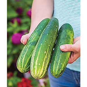 Burpee Straight Eight Slicing Cucumber Seeds 200 seeds