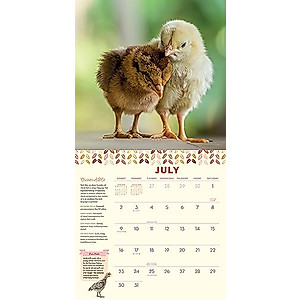 How to Speak Chicken Wall Calendar 2023: A Year of Chickens Doing What They Do & Saying What They Say