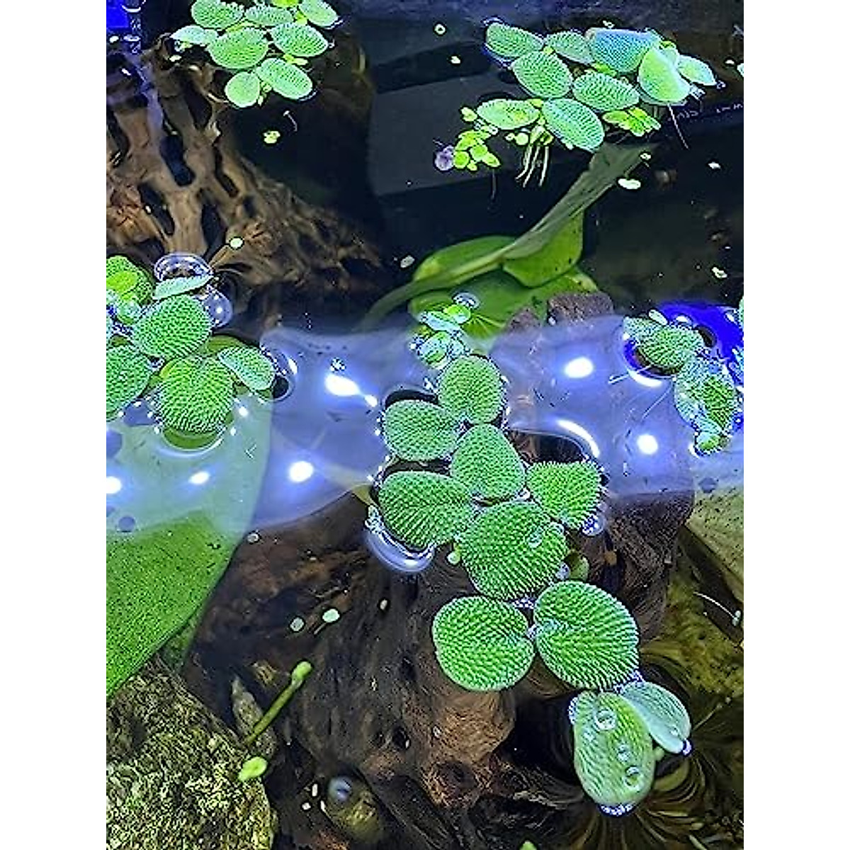 24 Water Spangles (Salvinia Minima), Live Aquarium/Aquatic/Floating/Pond/Beginner Plant NO Snail by TMD Fishkeeping