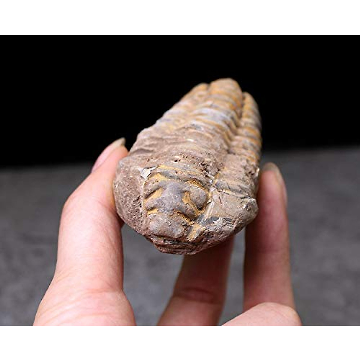 Large Authentic Arthropod Real Trilobite Fossil Come 450 Million Years ago for Collections and Education