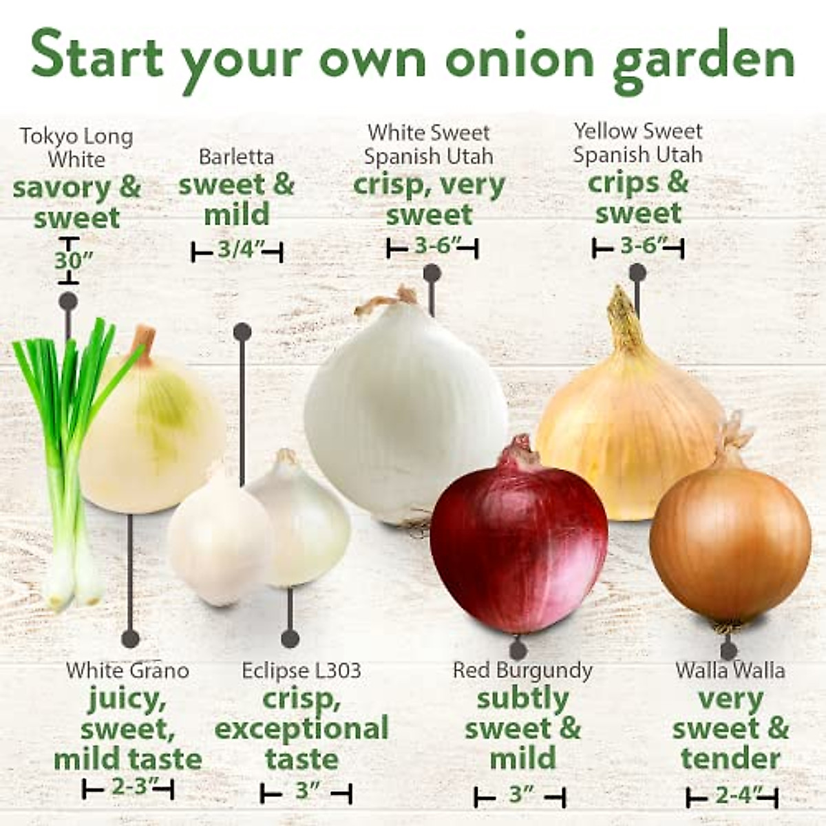 8 Onion Seeds for Planting - 1600 Heirloom Onion Seeds - Green Onion, Sweet Onions, Vidalia, Spanish, Yellow and Red Onion Vegetable Seeds for Planting and More