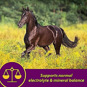Horse Health Apple-Dex Apple Flavored Electrolytes for Horses, Replaces minerals lost during exercise, under stress or extreme weather conditions, 5 pound