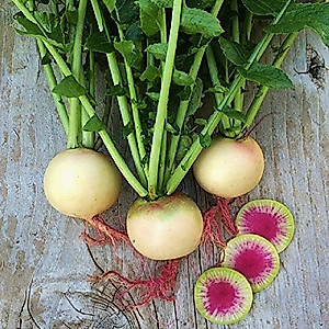 Watermelon Radish Seeds for Planting, 120+ Heirloom Seeds Per Packet, (Isla's Garden Seeds), Non GMO Seeds, Botanical Name: Raphanus sativus acanthiformis, Great Home Garden Gift