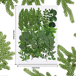 42 Pieces Dried Pressed Leaves Dried Flowers for Resin Real Assorted Dried Greenery for Pressed Leaf Art Craft DIY Embellishment Decorations, 7 Styles