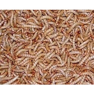 10,000 Live Mealworms, Reptile, Birds, Chickens, Fish Food (large)