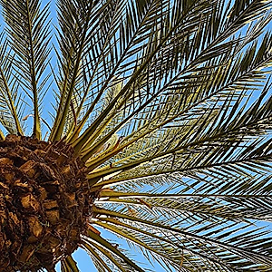 CHUXAY GARDEN Phoenix Dactylifera,Date Palm 15 Seeds Tall Evergreen Palm Tree Edible Fruit Survival Gear Food Seeds Grows in Just Weeks