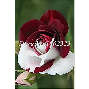Dichondra Fresh 200 Pcs Rainbow Rose Flower Seeds for Planting Black