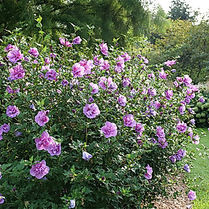 Proven Winner Chiffon Hibiscus, 2 Gal, Dark Lavender Flowers