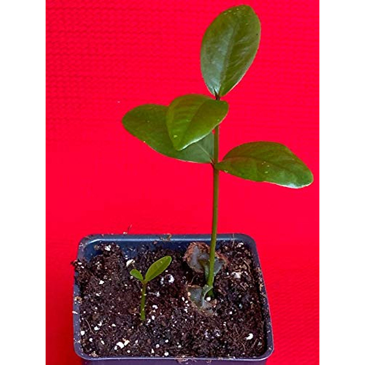 Purple Malay Apple Syzygium malaccense Fruit Tree Starter Potted Plant Very Rare