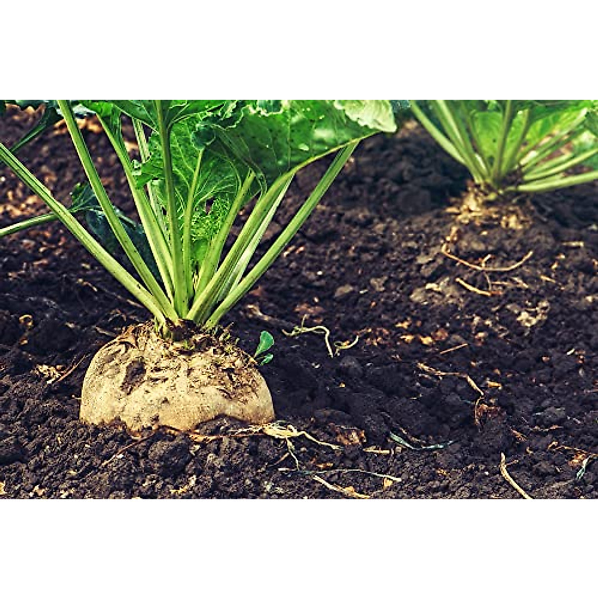 Sugar Beets, 100+ Heriloom Seeds Per Packet, (Isla's Garden Seeds), Non GMO Seeds, Botanical Name: Beta vulgaris subsp. vulgaris convar. vulgaris VAR. altissima