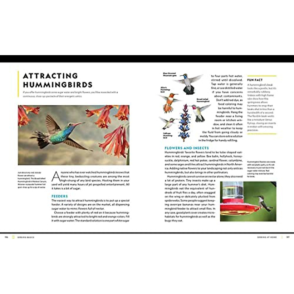 National Geographic Birding Basics: Tips, Tools, and Techniques for Great Bird-watching