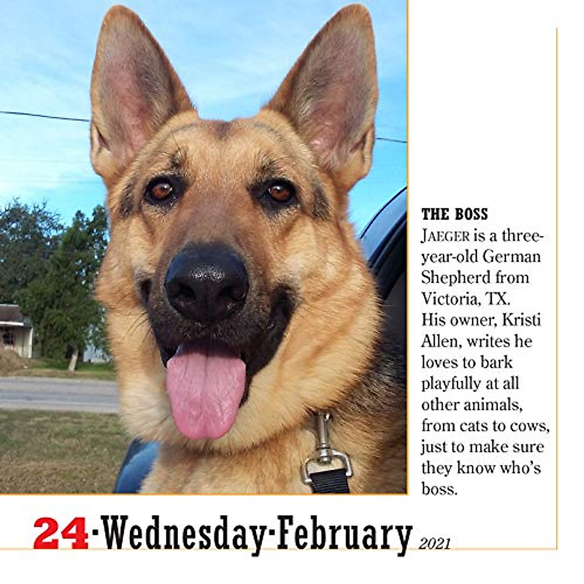 365 Dogs Page-A-Day Calendar 2021