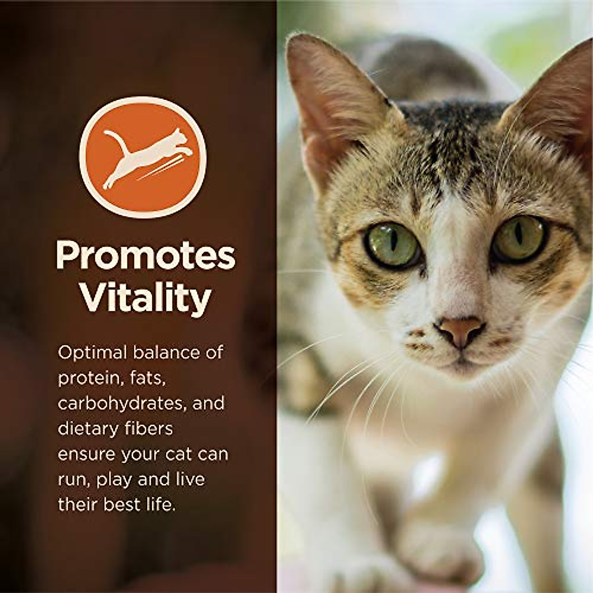 Wellness CORE Digestive Health Salmon & Rice Dry Cat Food, 5 Pound Bag