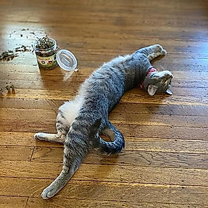 Meowijuana | Dried Premium Catnip Buds | Organic | High Potency Cat Treats | Perfect for Cat Toys | Grown In the USA | Feline and Cat Lover Approved