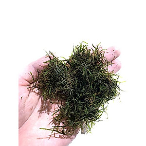 Marcus Fish Tanks Java Moss Taxiphyllum Barbieri Live Aquarium Moss Aquatic Plants Vesicularia Dubyana Buy 2 Get 1 Extra