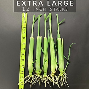 5 Lemongrass Plants 12 Inches Long, Rooted & Ready to Plant, Organic Lemon Grass Live Plants, Natural Mosquito Repellent, Premium Quality Stalks Perfect for Tea and Essential Oils