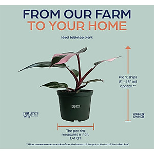 Nature's Way Farms Philodendron Pink Princess Live Plant (8-15 in. Tall) in Growers Pot