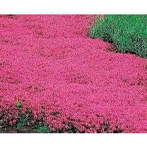 Creeping Thyme Seeds for Planting - 20000+ Magic Creeping Thyme Seeds Ground Cover Plants Heirloom Flowers Non-GMO Perennial Thymus Serpyllum Seeds