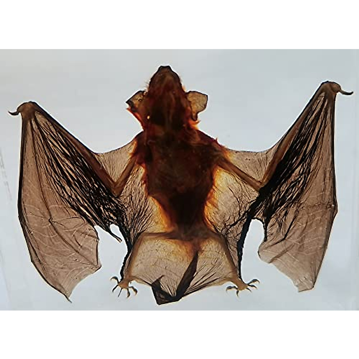 Bat Specimens Encased in Resin Paperweight Biology Anatomy Preschool Lab Educational Teaching Toy