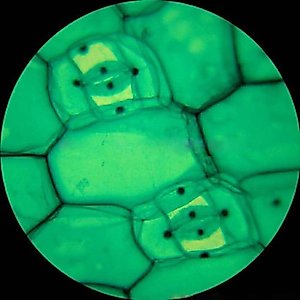 AmScope M60A-BTK Beginner Microscope Kit, Mirror Illumination, WF10x and WF16x Eyepieces, 40x-640x Magnification, Includes Case, 5 Blank Slides, 5 Prepared Slides, and Book