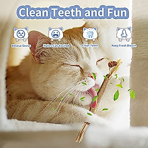 Catnip Toys with Silvervine for Cats - 3 Pack Cat Chew Toys for Aggressive Chewers, Edible Interactive Cat Toys for Indoor Cats Kitten Teething with Natural Silvervine Sticks for Teeth Cleaning