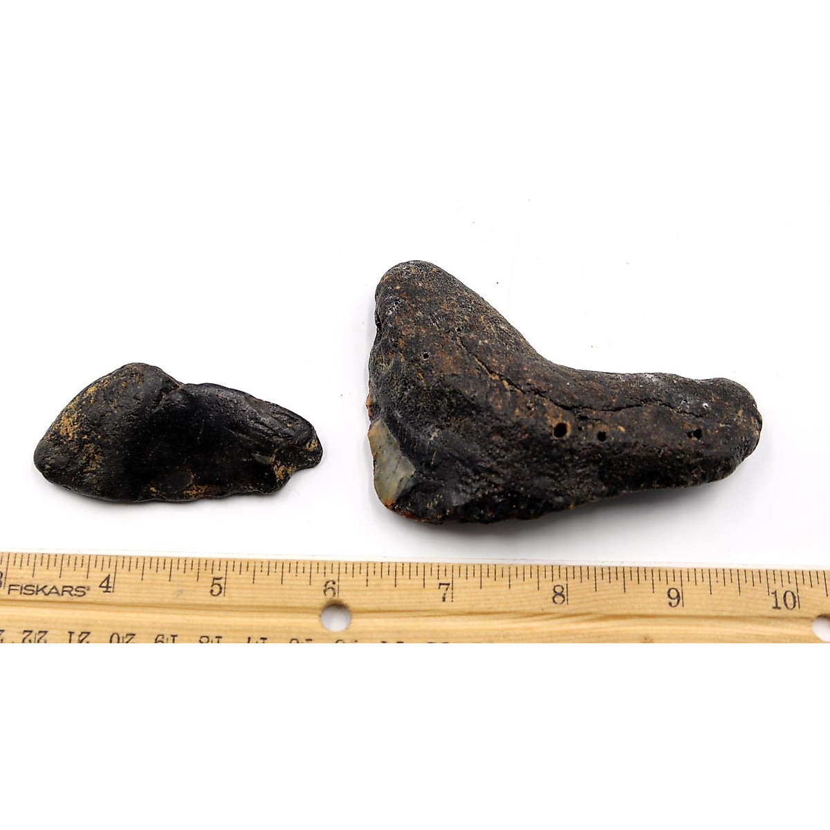 Megalodon Teeth Lot of 10 Shards Fossils w/10 info Cards Shark #15665 32o