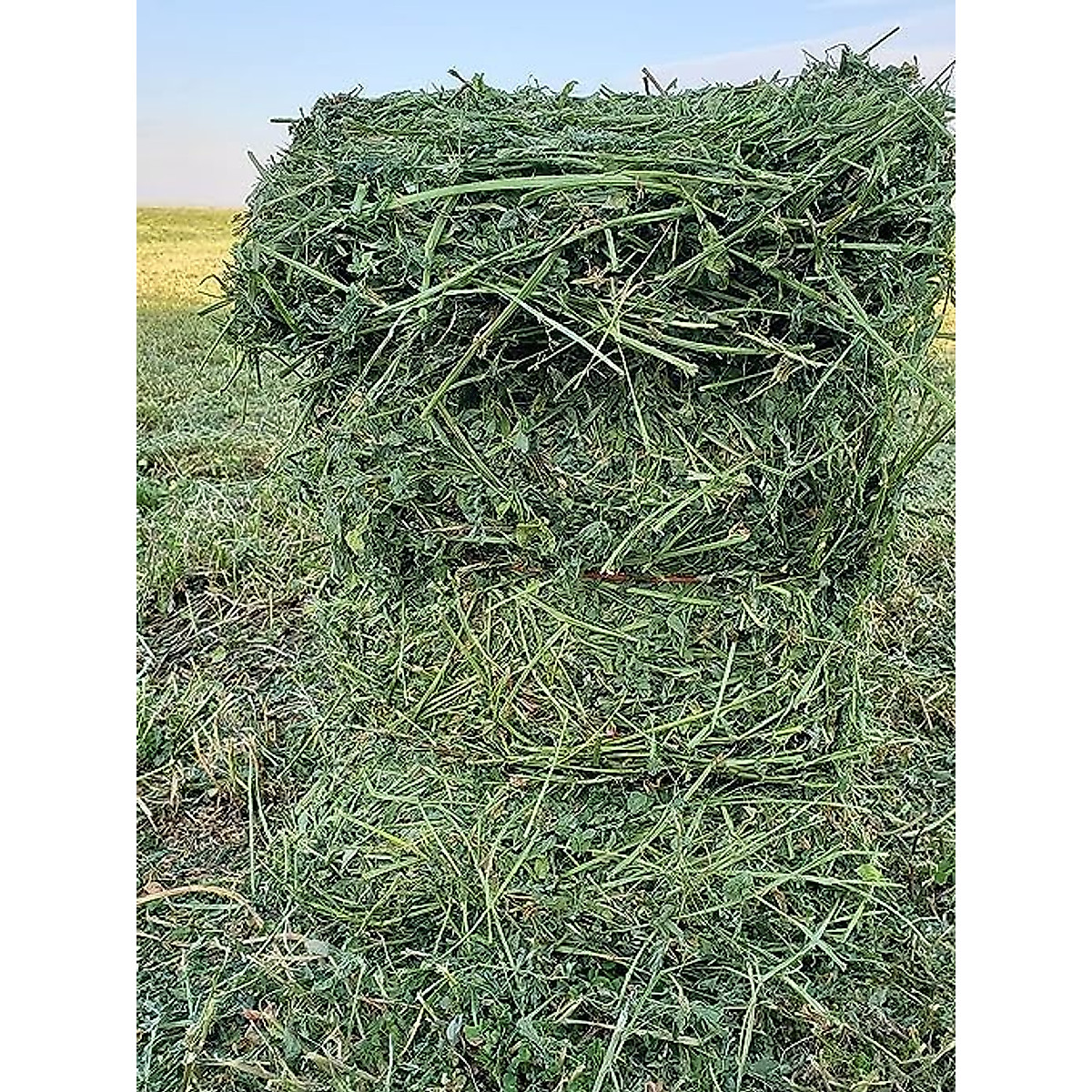 5 Lbs Fresh Alfalfa Hay by Bunny Honey - USDA Organic Natural Hay for Guinea Pigs, Rabbits, Hamsters, Hedgehogs, and More Small Select Animal Pets - 2nd Cut Fresh from Farm (5LB)