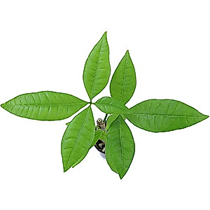 Altman Plants, Live Money Tree Plant, Pachira Aquatica Money Tree, Feng Shui Money Tree Pachira Aquatica Plant, Pachira Plant Bonsai Tree in Planter Pot with Soil, Money Tree Plant Indoor Plants