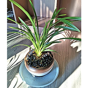 Black River Rocks, 2lb 6-9mm Natural Polished Pebbles, Small Decorative Indoor Plant terrarium Gravel, Succulents Cactus Bonsai Landscape Stone for Fish Tank, Vase Fillers, Home Decor and Fairy Garden