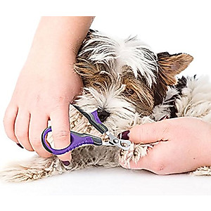 Hertzko Professional Pet Nail Scissors Sharp Stainless Steel Angled Blade for Easy Cutting - Suitable for Small Breed Animals - Dogs, Cats, Rabbits and Birds