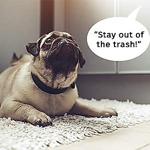 SierraTeck Motion Activated Voice Player - Recordable, Built-in Microphone – Independent Living, Point of Sale Advertising, Door Greeter, Entry Alert