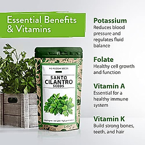 500+ Santo Cilantro Seeds for Planting Indoors or Outdoors - Non-GMO, Heirloom Herbs, Coriander Plant Seeds - Cilantro Herb Seeds for Your Indoor Herb Garden