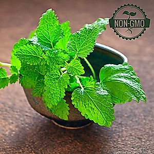 Gaea's Blessing Seeds - Lemon Balm Seeds - Non-GMO Seeds with Easy to Follow Planting Instructions - 92% Germination Rate Melissa Officinalis